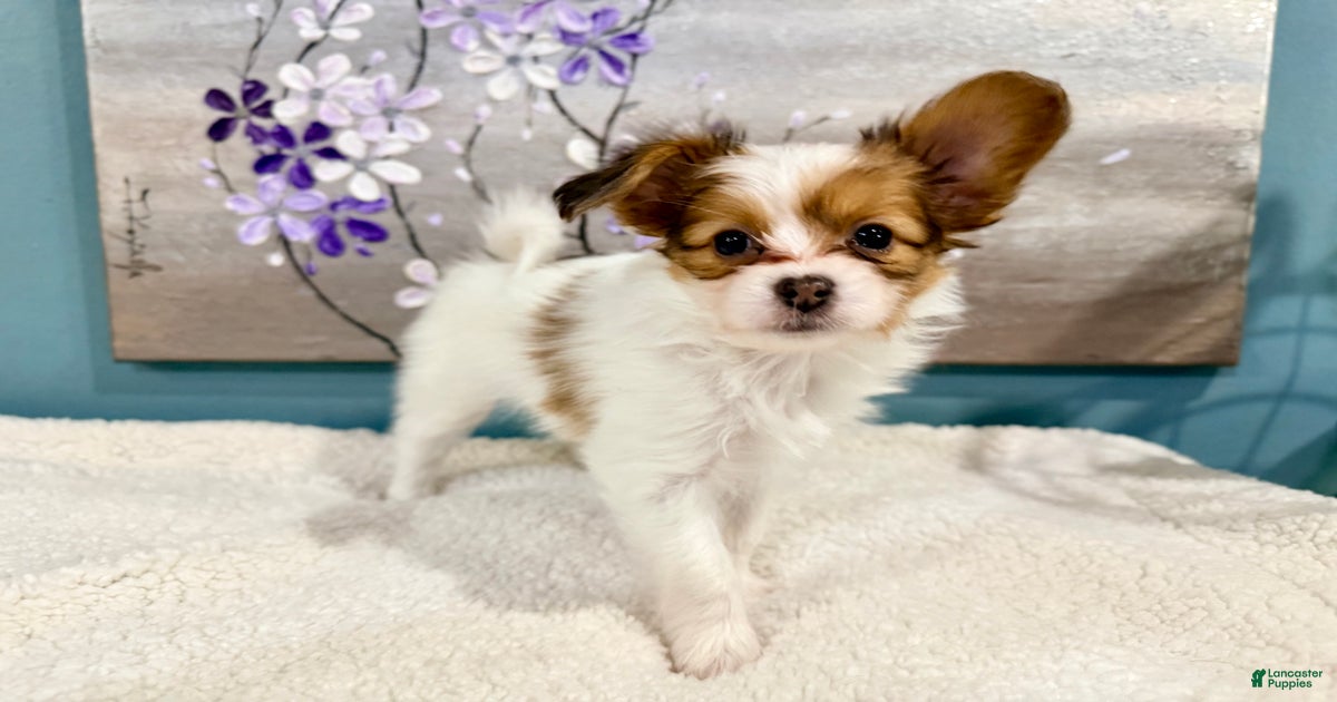 Robin for sale in Chambersburg | Lancaster Puppies