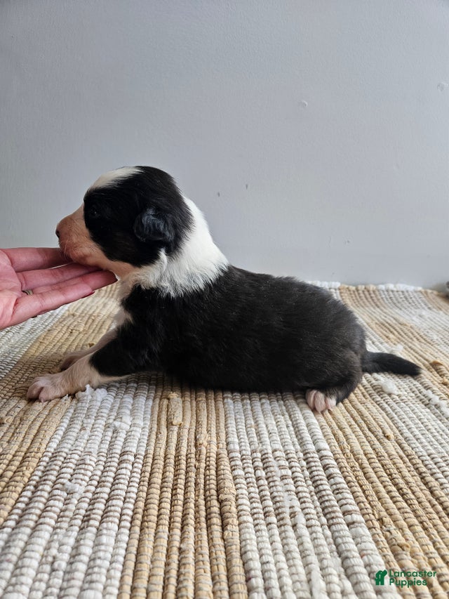 Cheif for sale in Crab Orchard | Lancaster Puppies