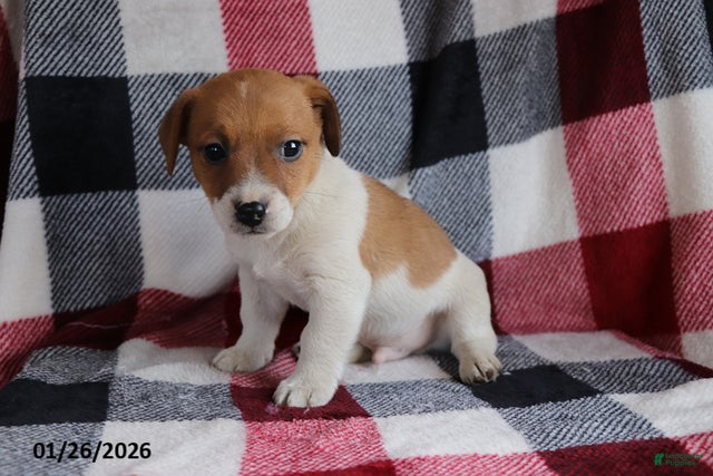 Rusty for sale in Ashland | Lancaster Puppies