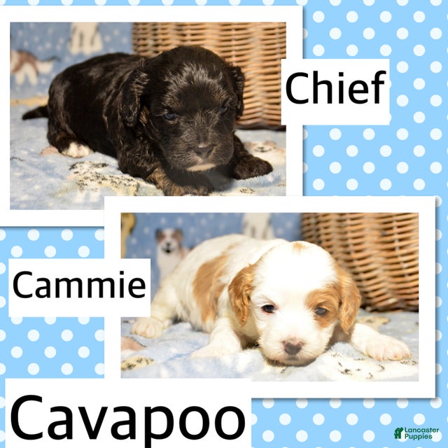 Cavapoo Puppy 6 Cerra for sale in Kendallville | Lancaster Puppies