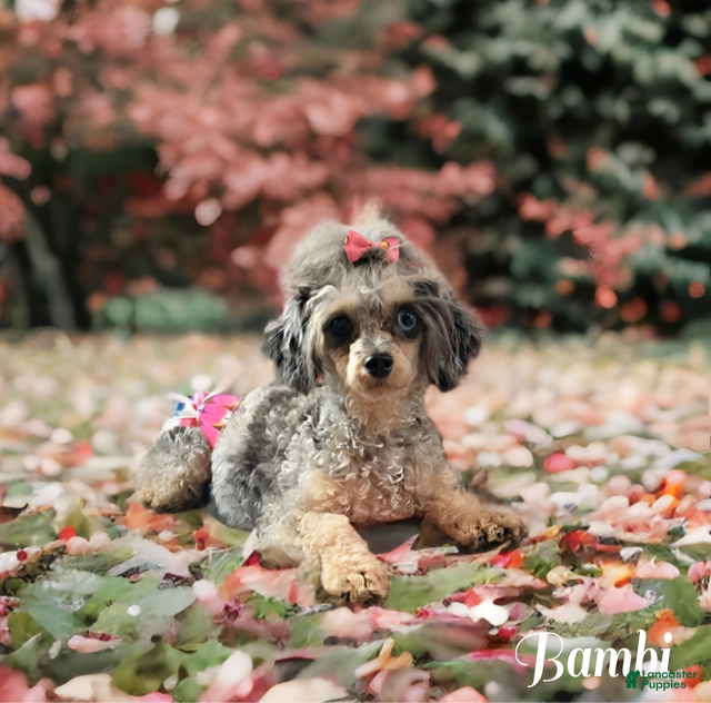 Toy Poodle Puppy 1 for sale in Philadelphia | Lancaster Puppies