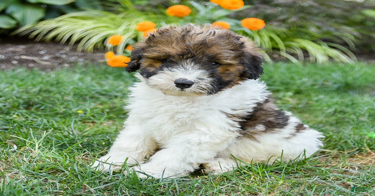 Jeremiah for sale in Lancaster | Lancaster Puppies