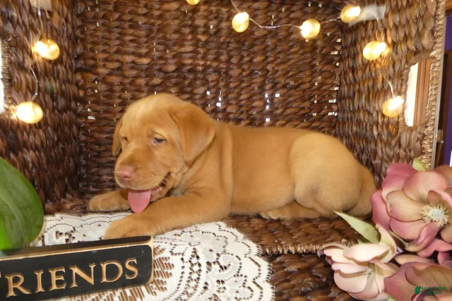 Labrador Retriever 1 Shelly Labrador Retriever for sale in Lansing ...
