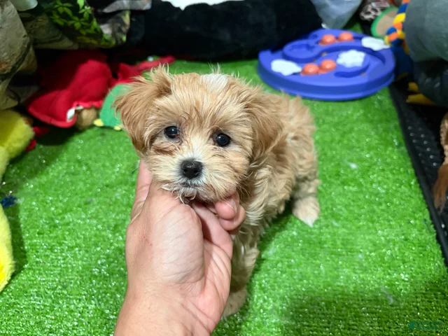 Quai Maltipoo for sale in Barnstable | Lancaster Puppies