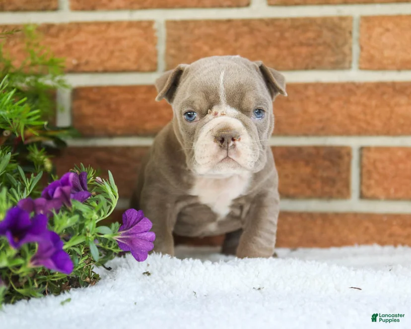 Benuel Stoltzfus | Lancaster Puppies