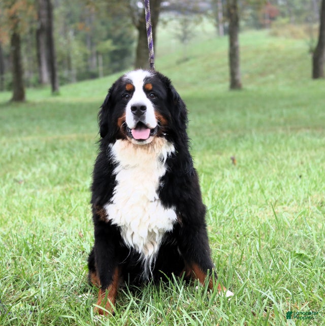 Matt for sale in Windsor | Lancaster Puppies