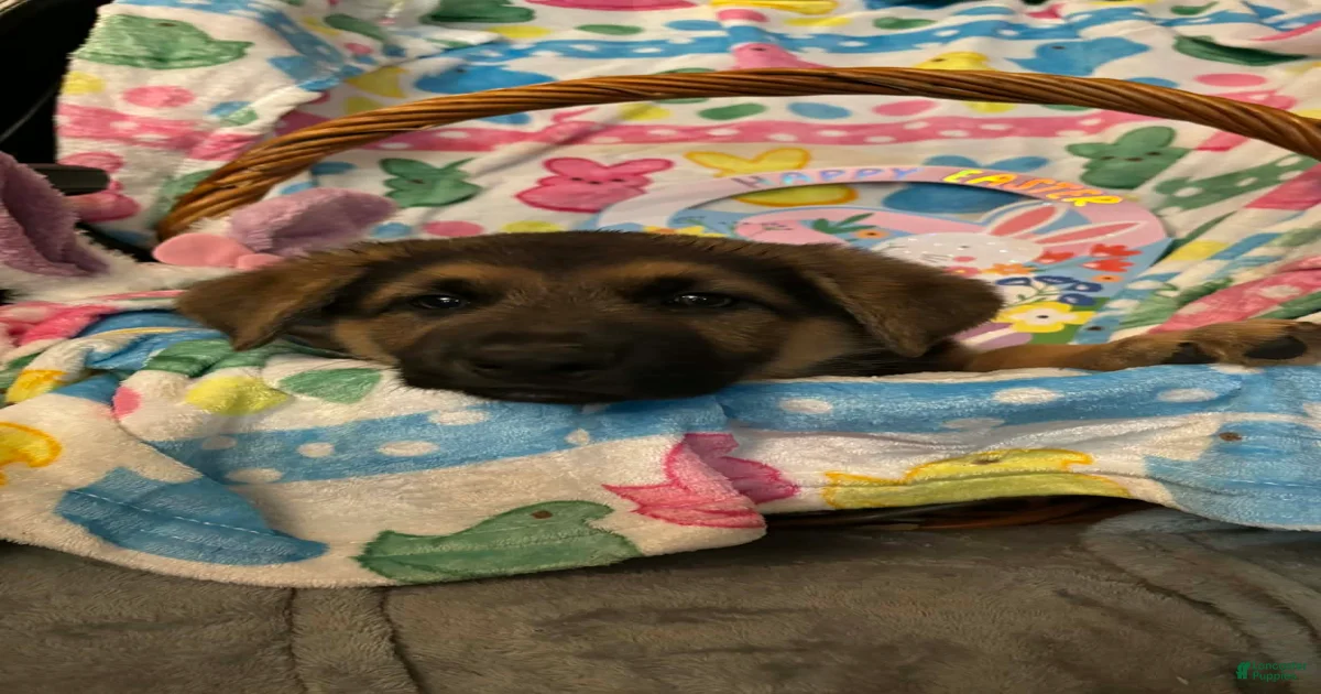 German Shepherd Puppy 3 German Shepherd for sale in Lake City ...