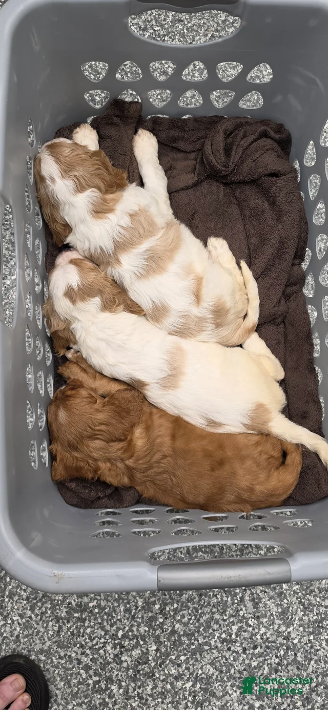 Cavalier King Charles Spaniel Puppy 1 Rumi Cavalier King Charles ...