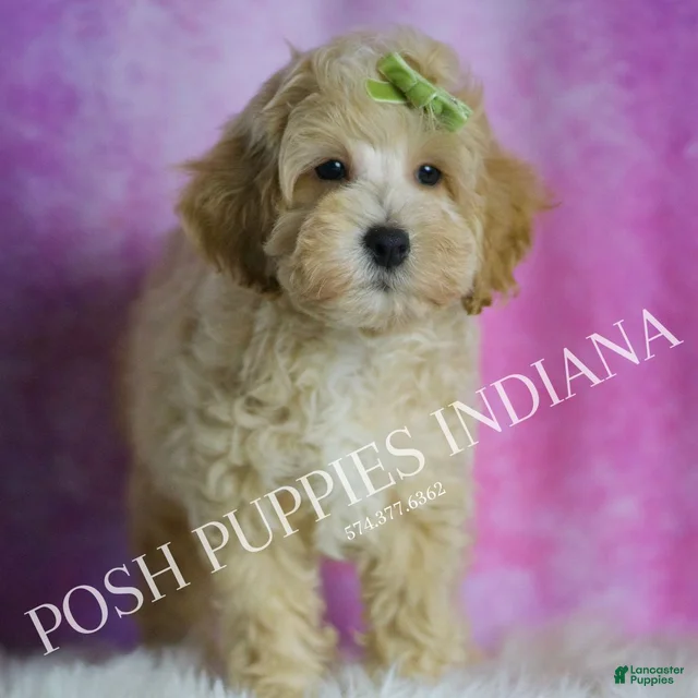 Bubbles Maltipoo for sale in Warsaw | Lancaster Puppies
