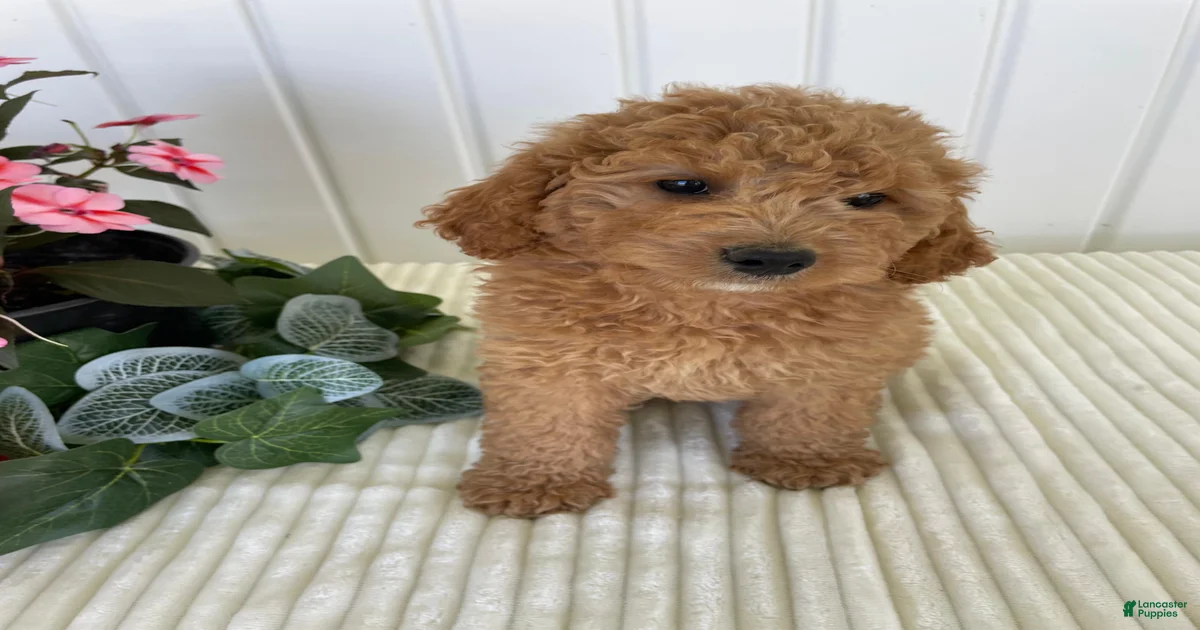 Thistle Mini Goldendoodle for sale in Montgomery | Lancaster Puppies