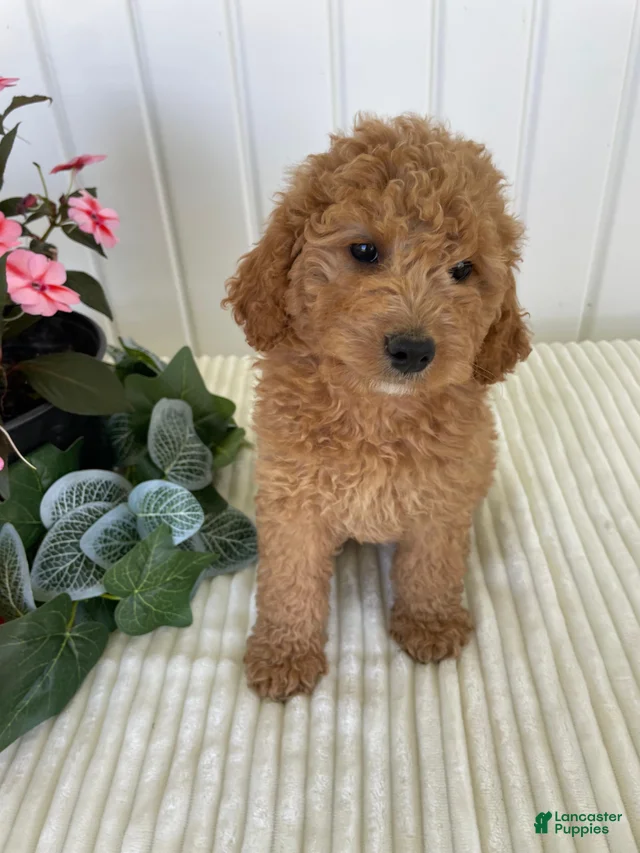 Thistle Mini Goldendoodle for sale in Montgomery | Lancaster Puppies