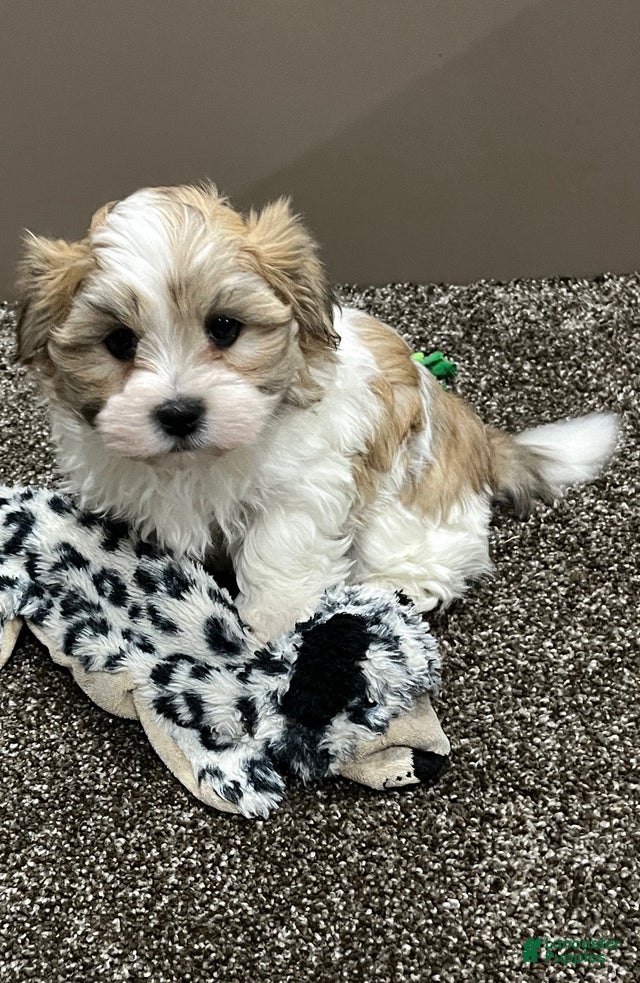 Rocky for sale in Dover | Lancaster Puppies