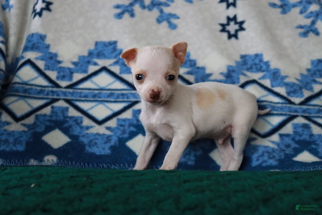 Don for sale in Romulus | Lancaster Puppies