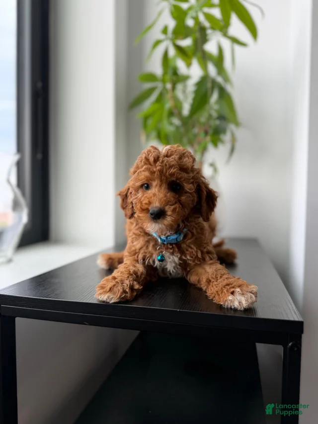 Benny Miniature Poodle for sale in Queens | Lancaster Puppies