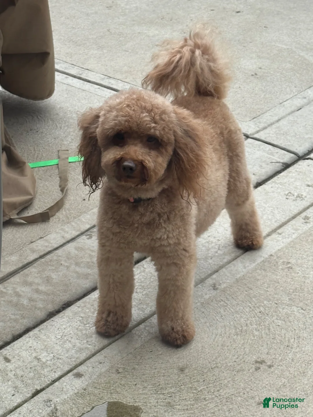 Mini Goldendoodle 2 Mini Goldendoodle for sale in Pittsburgh ...