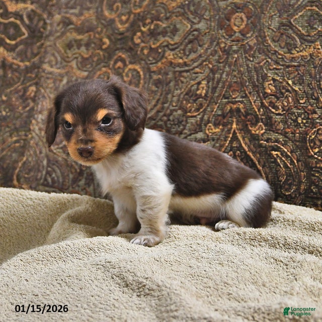 Skipper for sale in Rushville | Lancaster Puppies