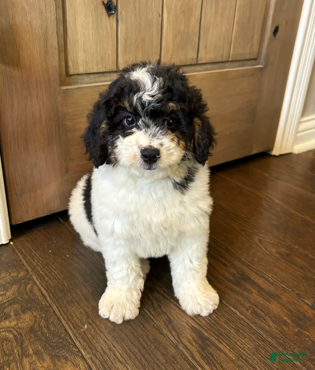Josh | Lancaster Puppies
