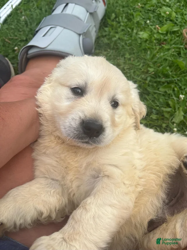 Golden Retriever 1 Golden Retriever for sale in Austin | Lancaster Puppies
