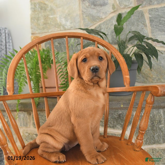 Ginger for sale in East Earl | Lancaster Puppies