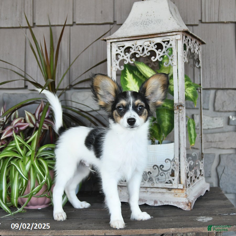 Puppies for sale in Milwaukee, Wisconsin | Lancaster Puppies