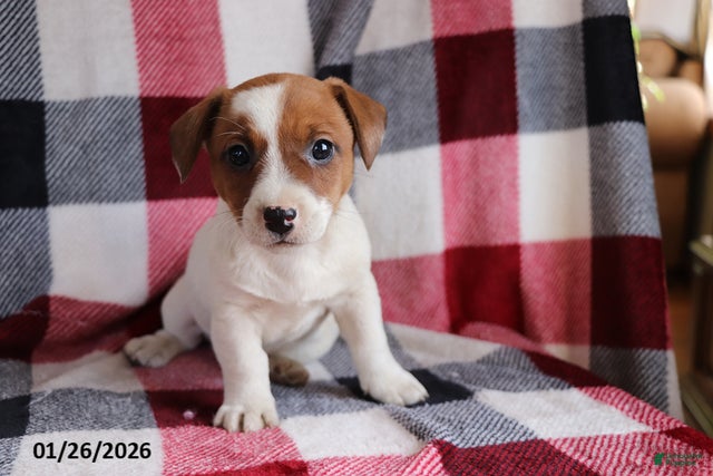 Jimbo for sale in Ashland | Lancaster Puppies