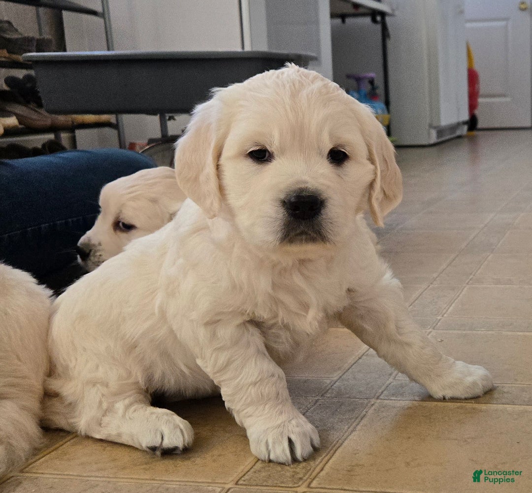 Bailey for sale in Waynesboro | Lancaster Puppies