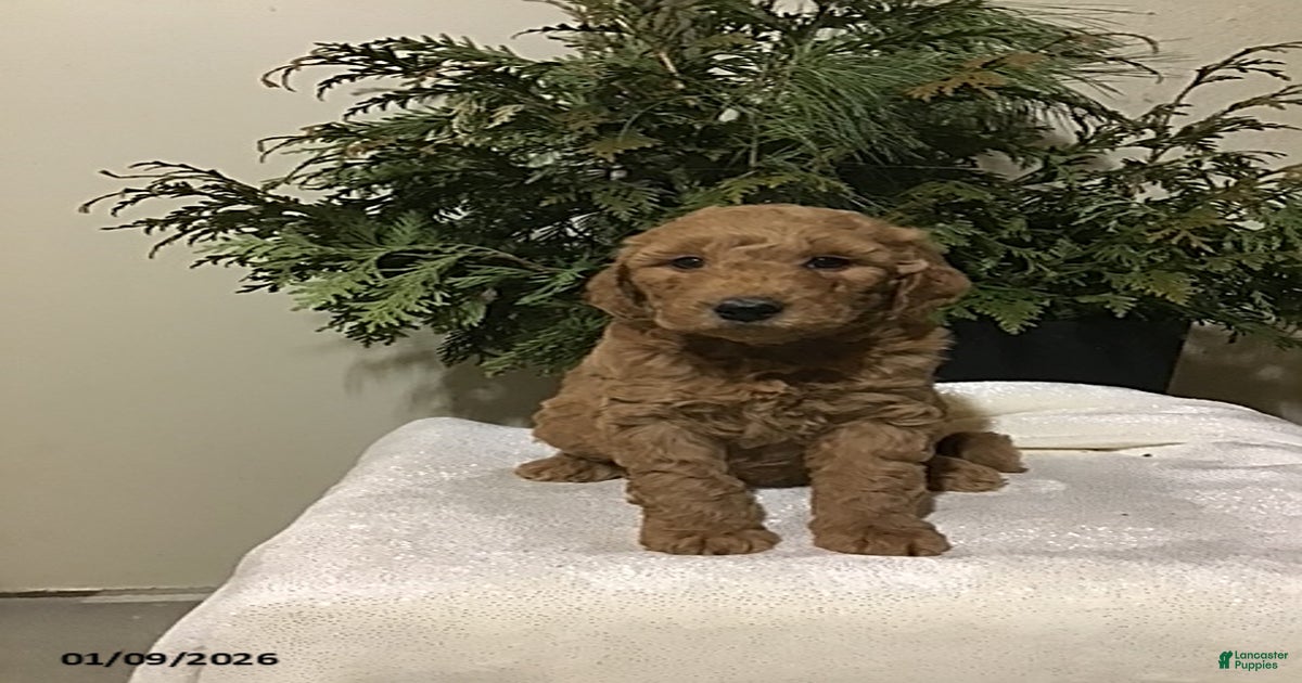 Johnny for sale in Upper Leacock Township | Lancaster Puppies