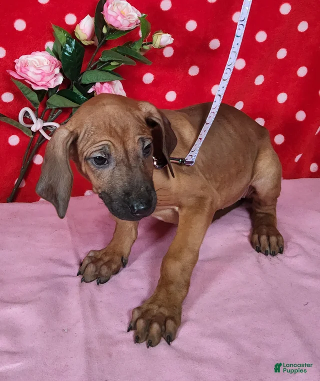 Roxy for sale in Jonestown | Lancaster Puppies