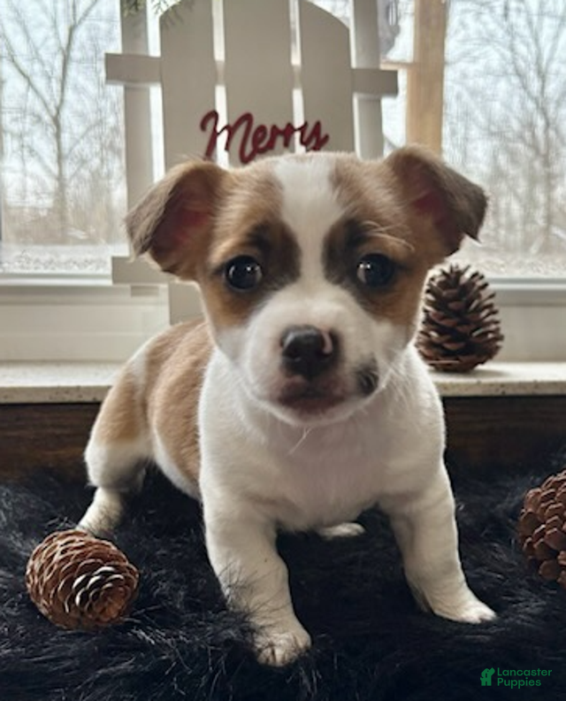 Charlie for sale in Cambridge City | Lancaster Puppies