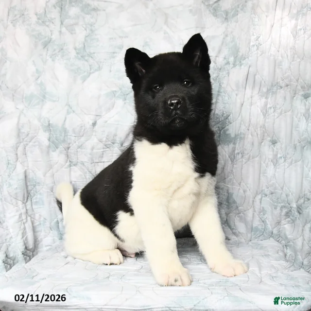 Oreo for sale in Loganton | Lancaster Puppies