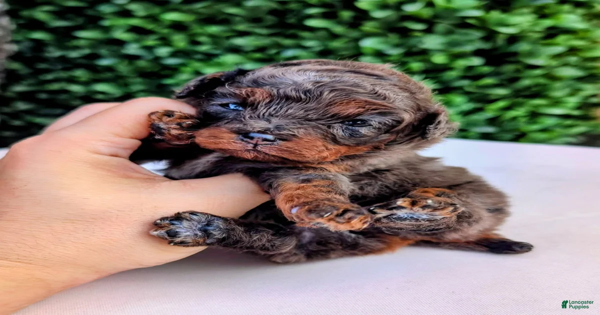 100% Genetically Cleared AKC Toy Poodle Female Toy Poodle for sale in ...