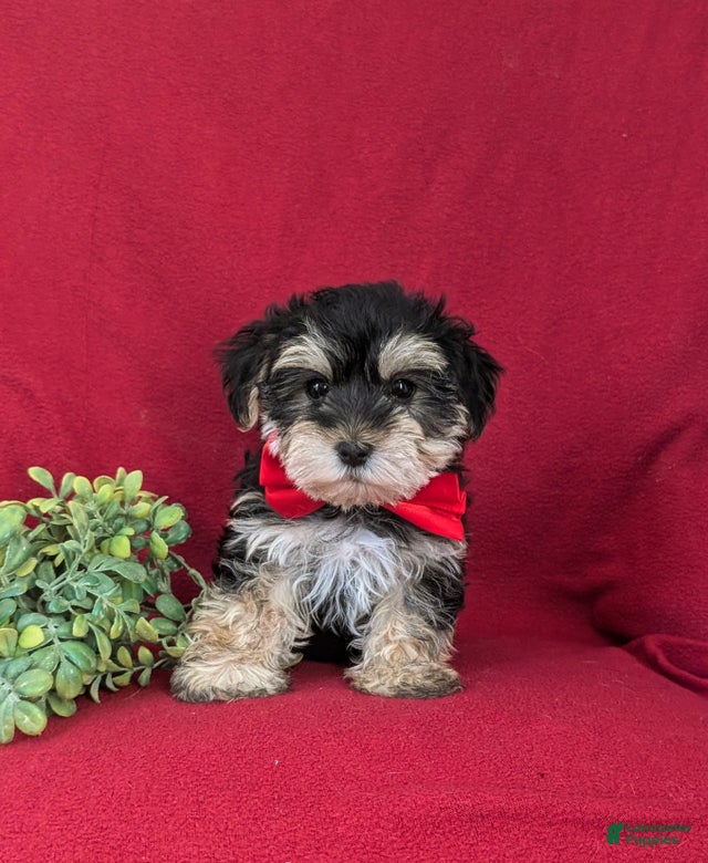 Chas 6 lbs Full Grown for sale in Oxford | Lancaster Puppies