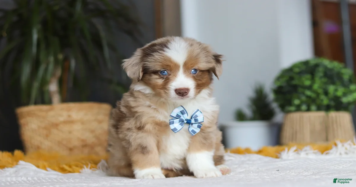 Bindi Australian Shepherd for sale in Dundee | Lancaster Puppies