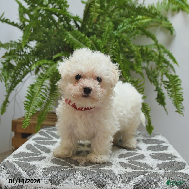 Skipper for sale in Ronks | Lancaster Puppies