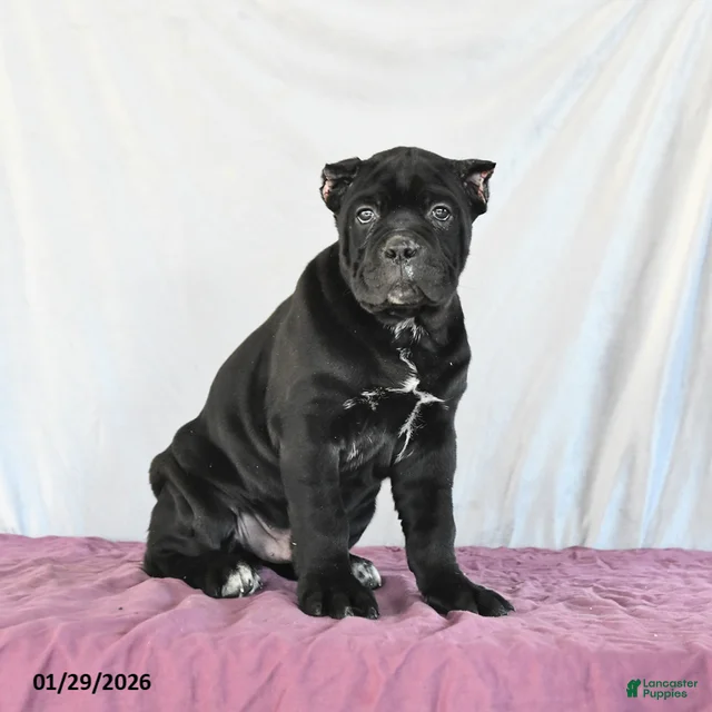 Monty for sale in East Earl | Lancaster Puppies