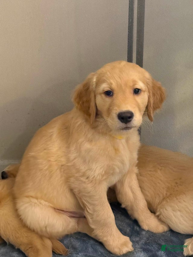 Golden Retriever Puppy 1 for sale in Falls Church | Lancaster Puppies
