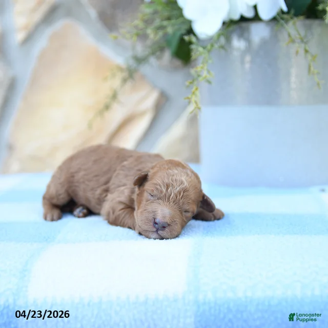 Foxy Cavapoo for sale in East Earl | Lancaster Puppies