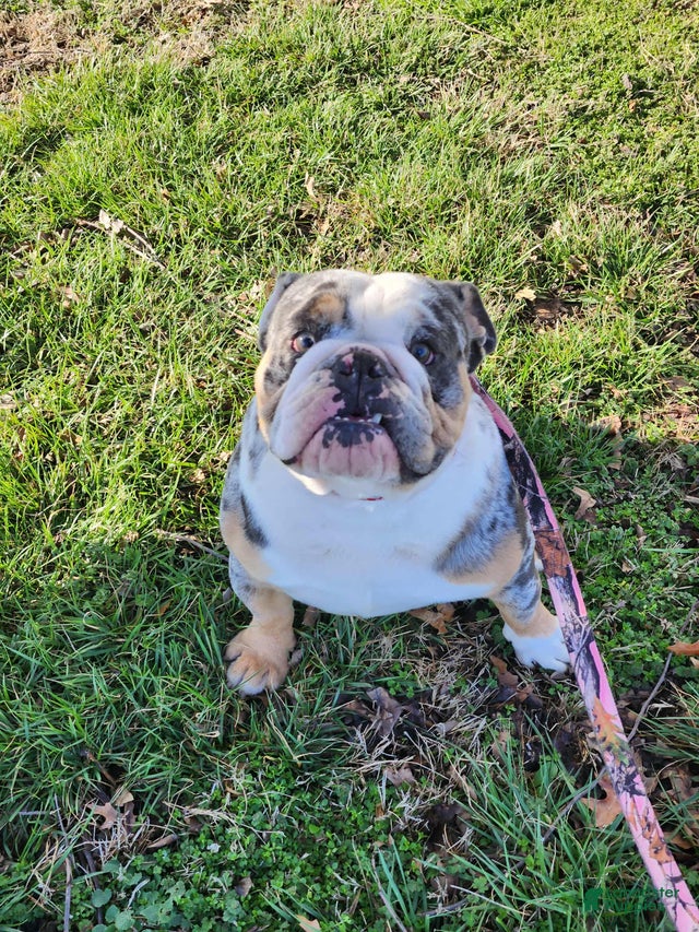 English Bulldog Puppy 1 for sale in Sutherland | Lancaster Puppies