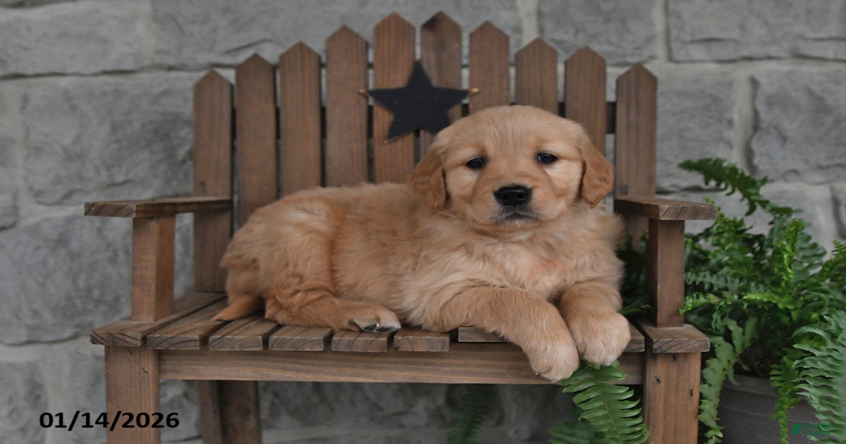 Anne for sale in Shelby | Lancaster Puppies