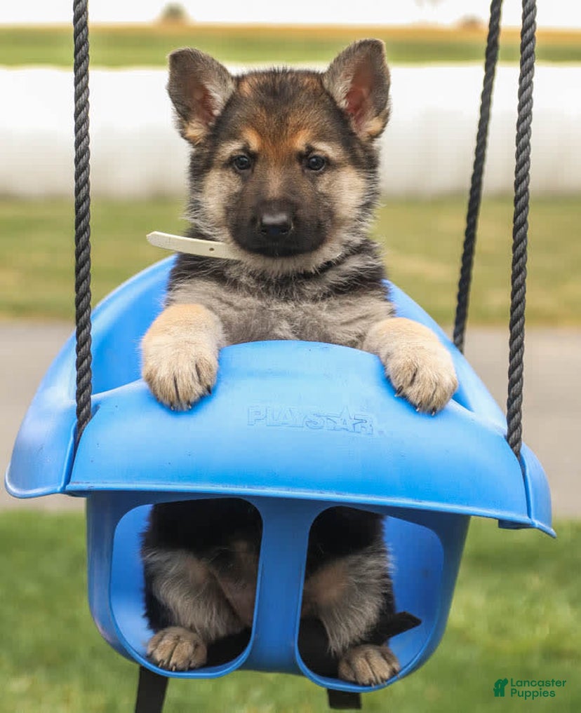 Chiques View Homestead | Lancaster Puppies