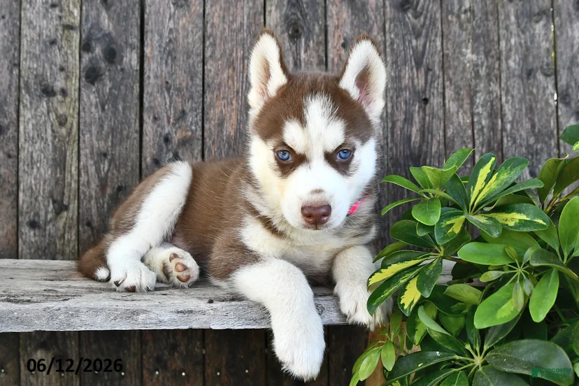 Hunter Siberian Husky for sale in Geneva | Lancaster Puppies