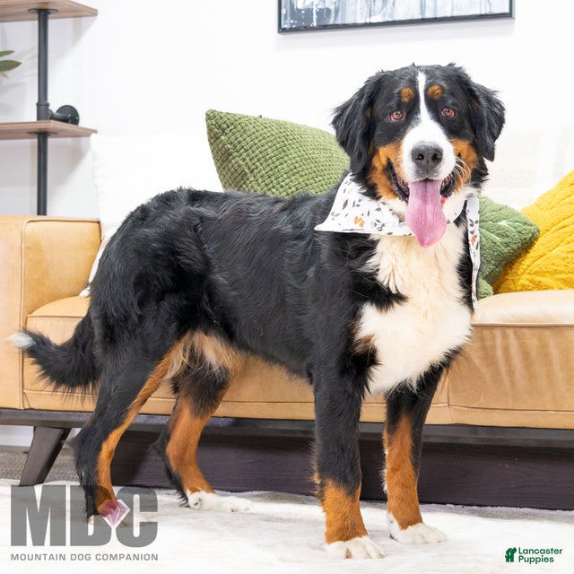 Roscoe for sale in Millersburg | Lancaster Puppies