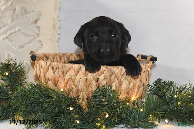 Raven for sale in Millersburg | Lancaster Puppies