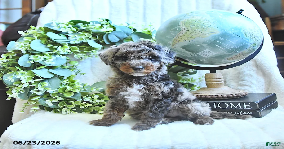 Dusty Miniature Poodle for sale in Goshen | Lancaster Puppies
