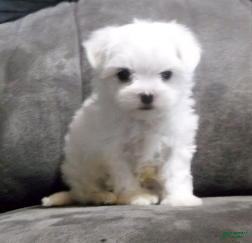 Ivan Miller 1955 Amanda | Lancaster Puppies