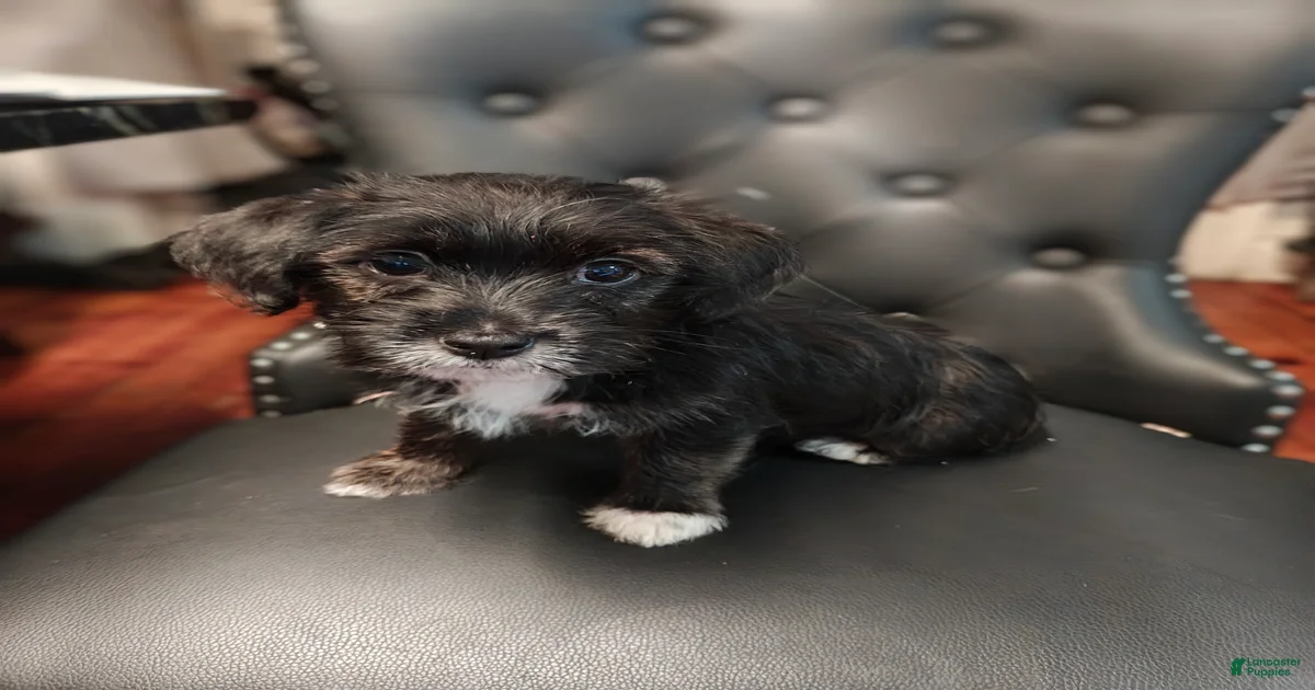 Mixed Breed 2 Mixed Breed for sale in Pittsburgh | Lancaster Puppies