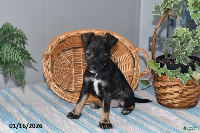 Torey for sale in Beach City | Lancaster Puppies