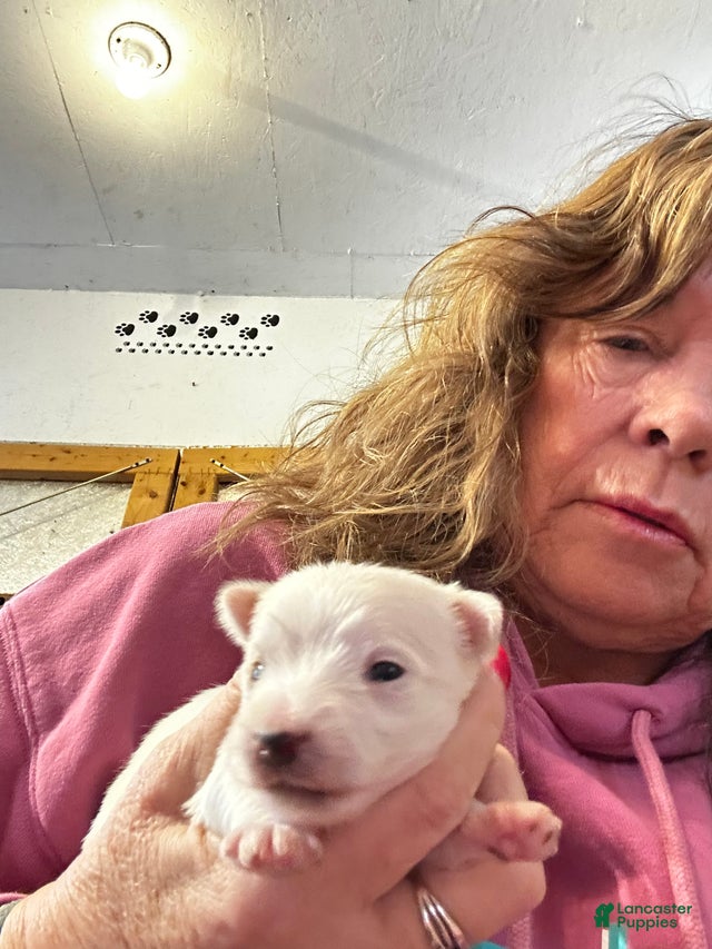 AKC Nimbus for sale in North Judson | Lancaster Puppies