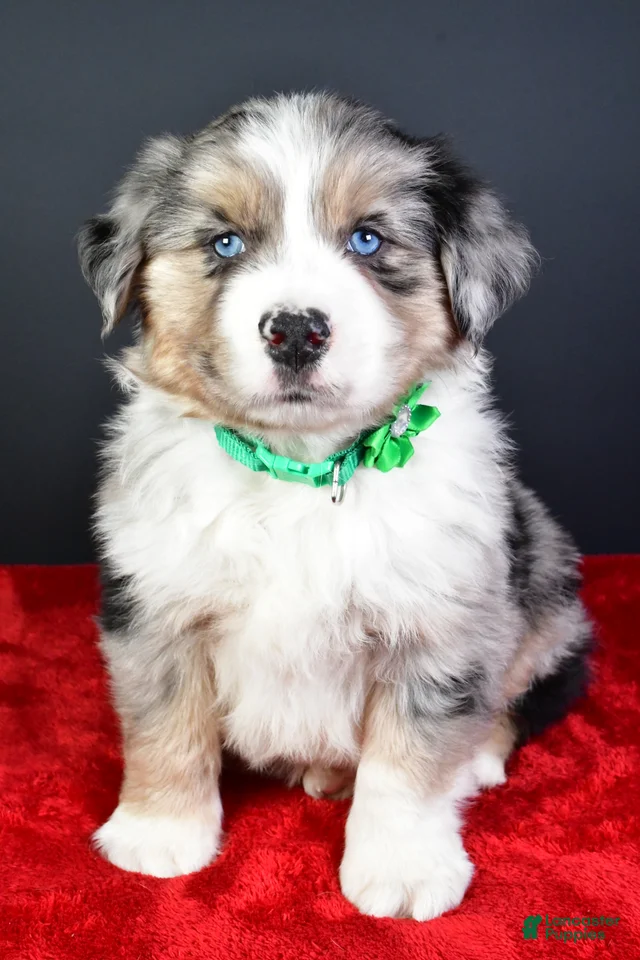 Felty and Mary Esther Raber | Lancaster Puppies