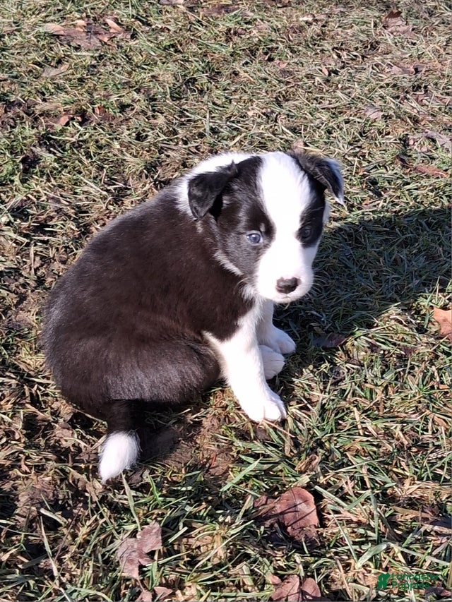 Daisy for sale in Churubusco | Lancaster Puppies